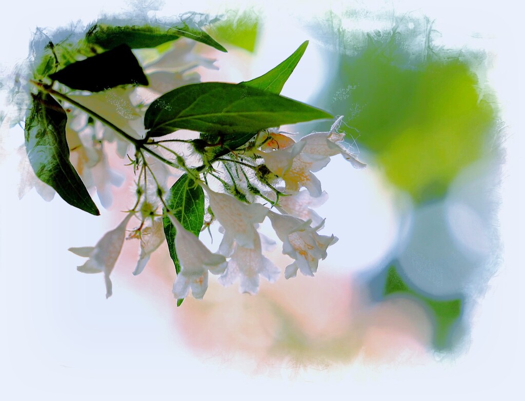 Beauty Bush Blooms by *lynn · 365 Project