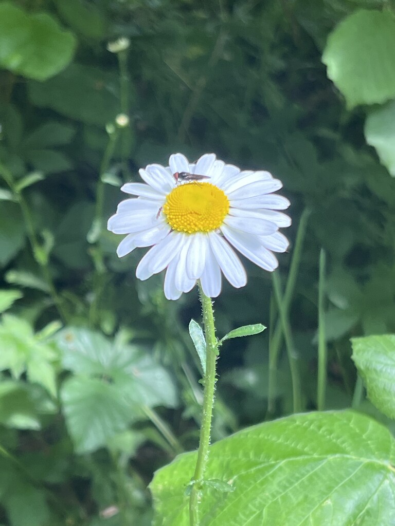 Daisy with bugs by Lesley · 365 Project