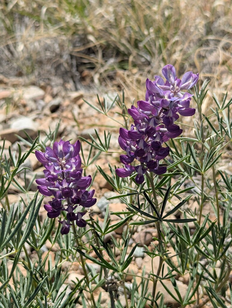 Flowers of Arches and Canyonlands NP's VIII by Harbie · 365 Project