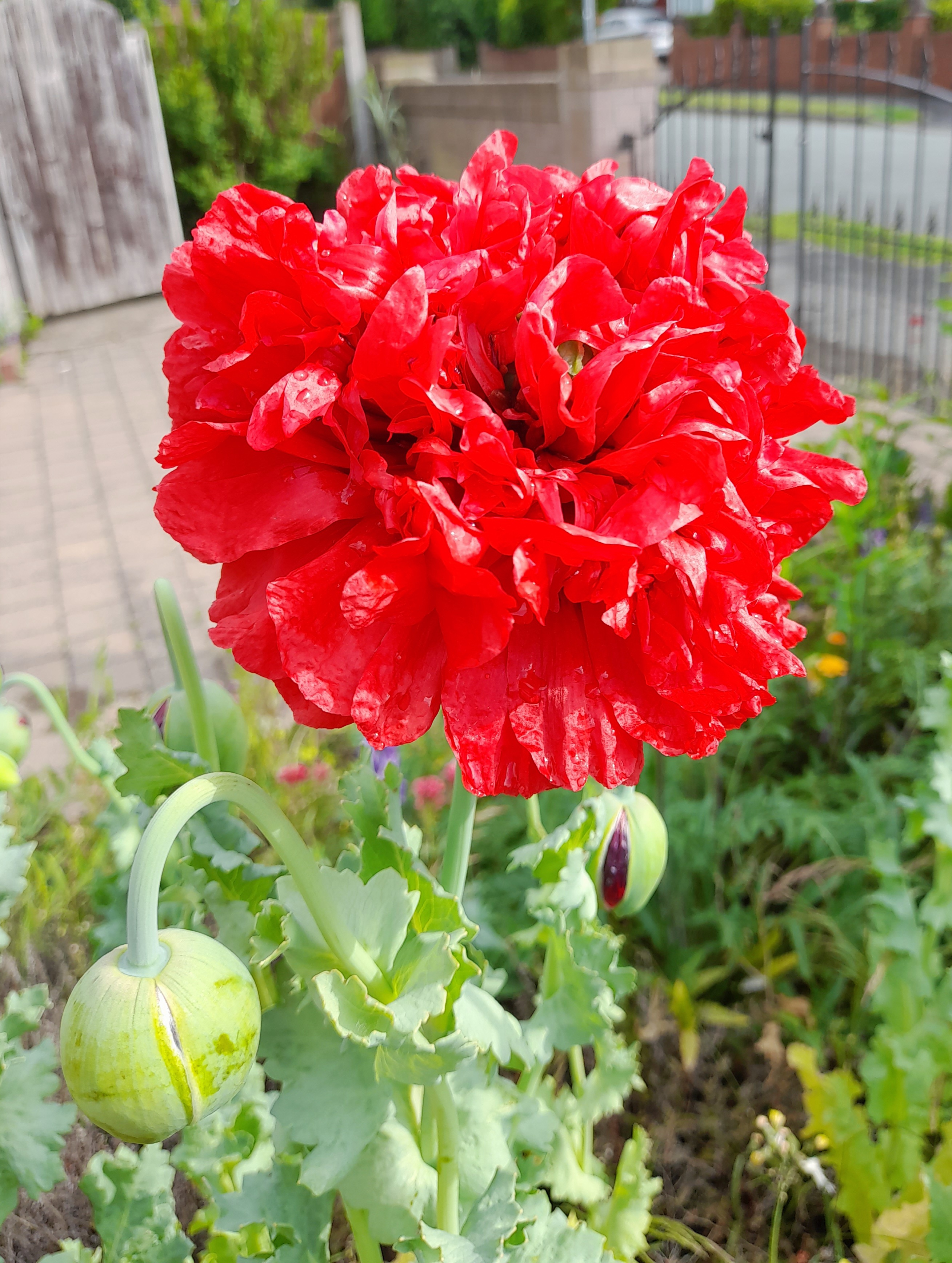 Poppy by Beryl Lloyd · 365 Project