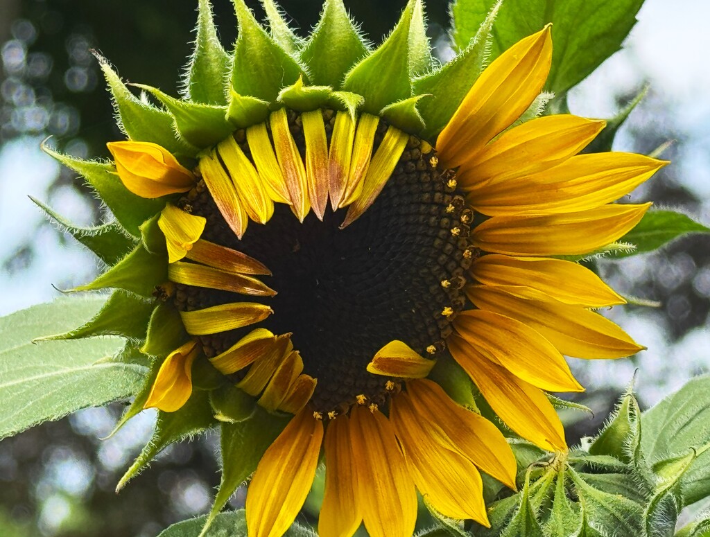 Our First Sunflower by *lynn · 365 Project