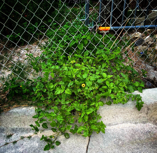 Leaves by Call me Joe · 365 Project