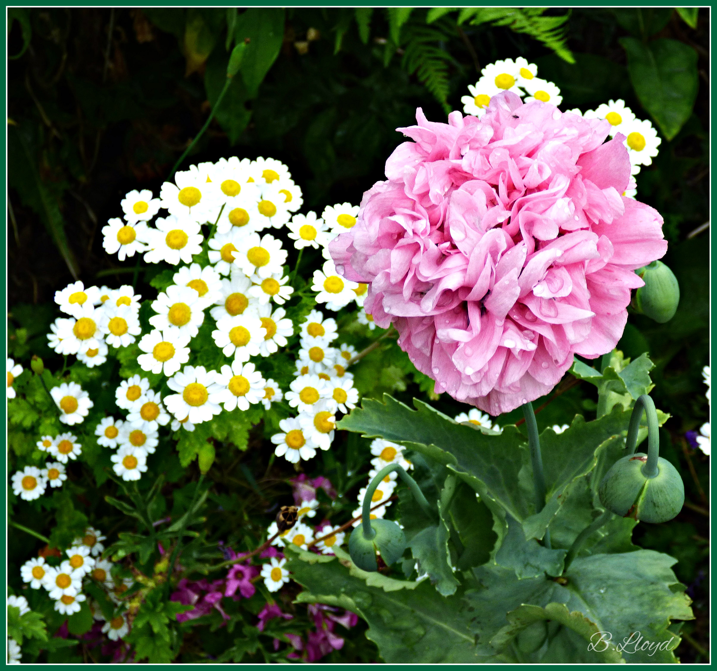 My favourite poppy by Beryl Lloyd · 365 Project