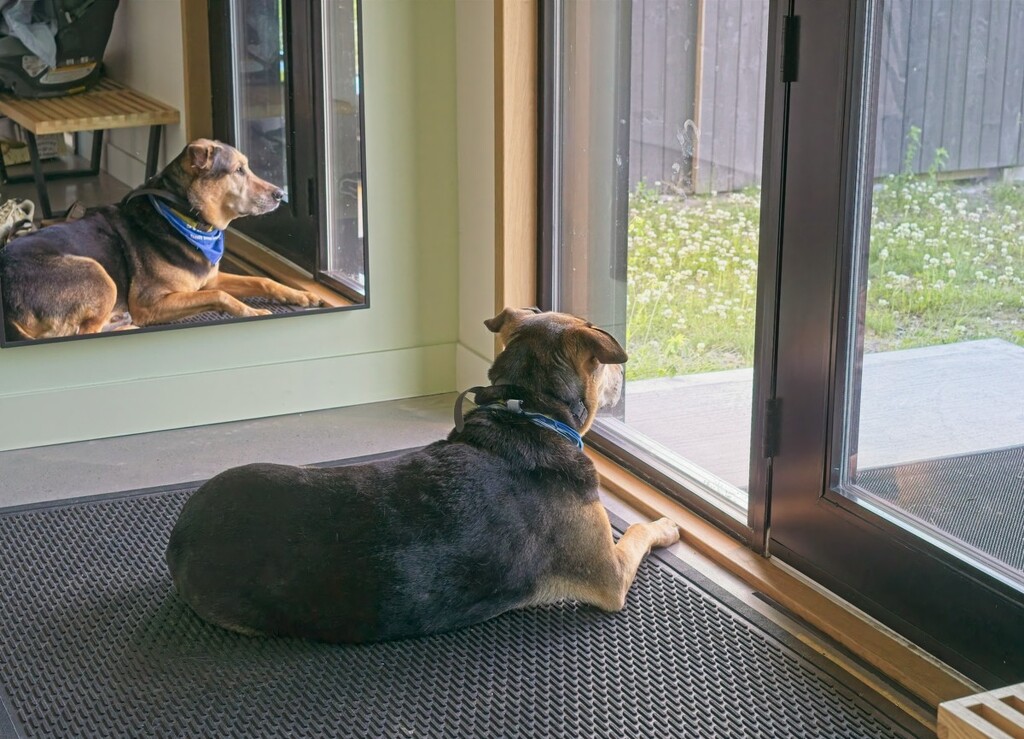 Sad Toby by Joanne Diochon · 365 Project