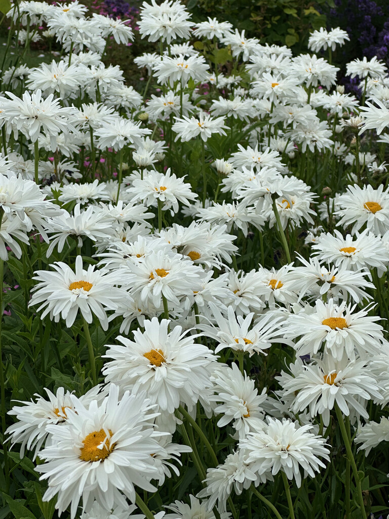 Big Daisies by Maxine Lathbury · 365 Project