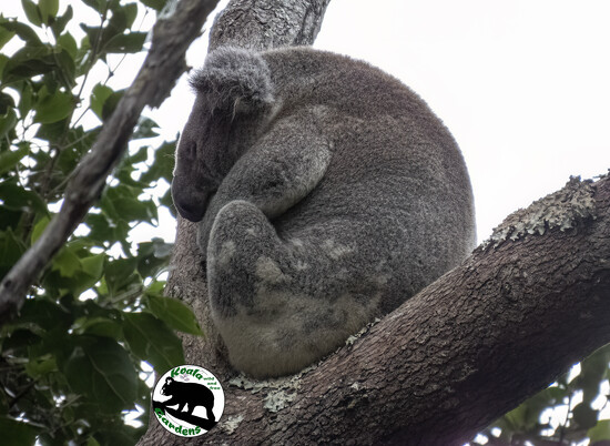 textures galore by KoalaGardens🐨 · 365 Project