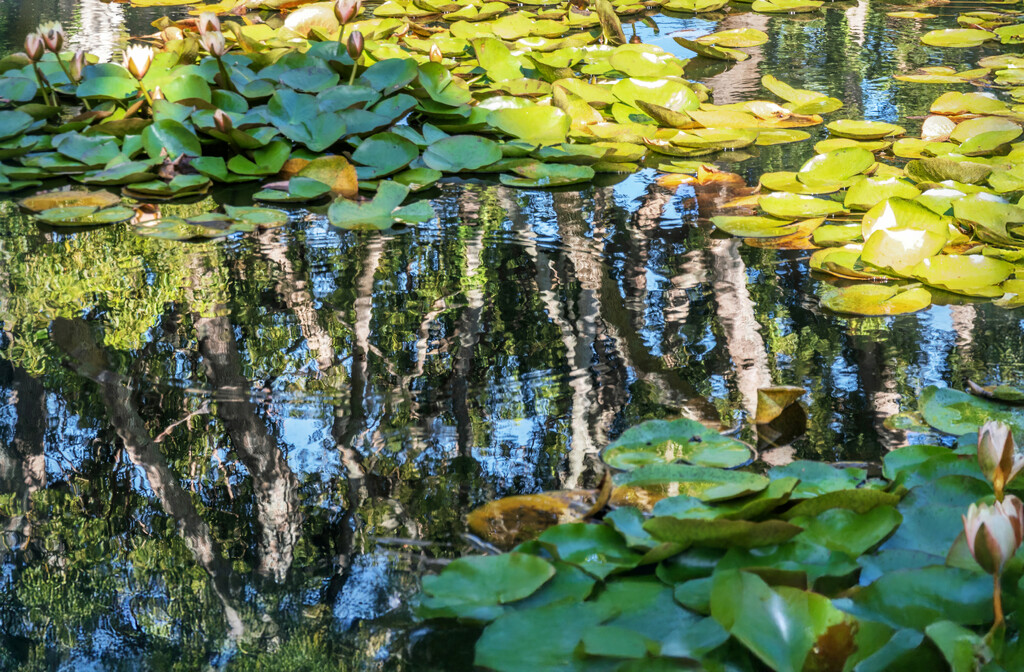 Sunlight, shade and reflections by Diana · 365 Project