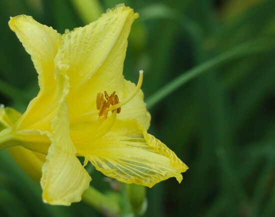 Yellow Sheers by Heather · 365 Project