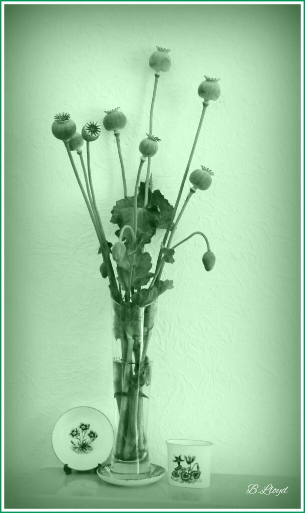 Poppy Seedheads by Beryl Lloyd · 365 Project