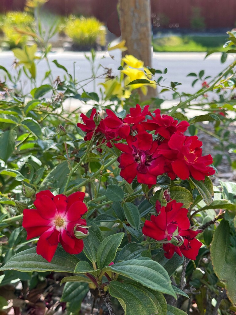 Under the Tree by Shutterbug · 365 Project