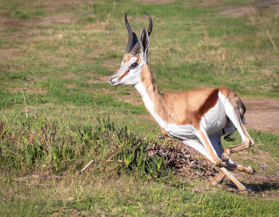 Darting around the corner by Diana · 365 Project