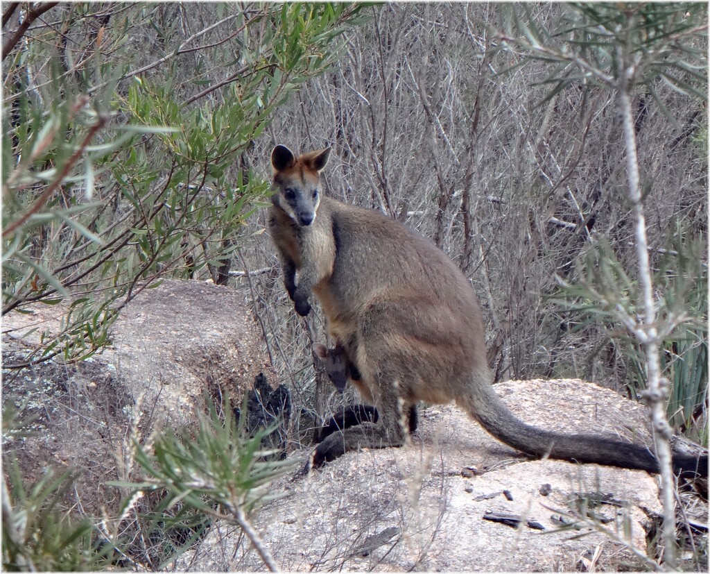 Swamp Wallaby and Joey by Rob Z · 365 Project