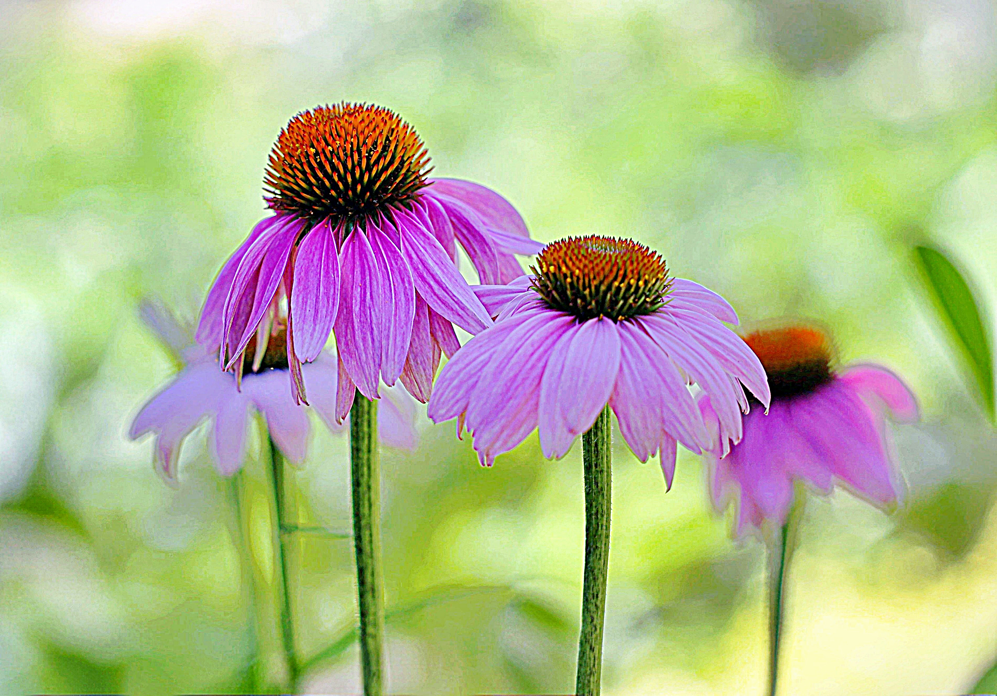 Lovely Coneflowers by *lynn · 365 Project