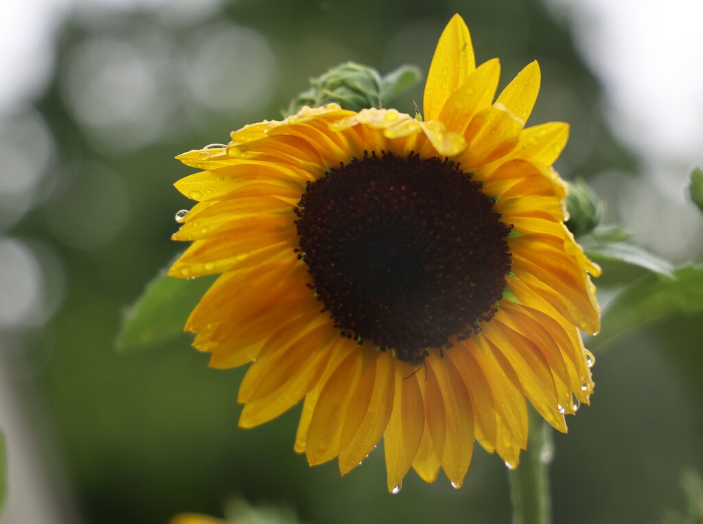 Rainy Day Sunflower by *lynn · 365 Project
