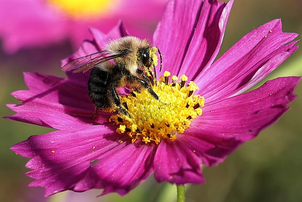 Busy Bee by *lynn · 365 Project
