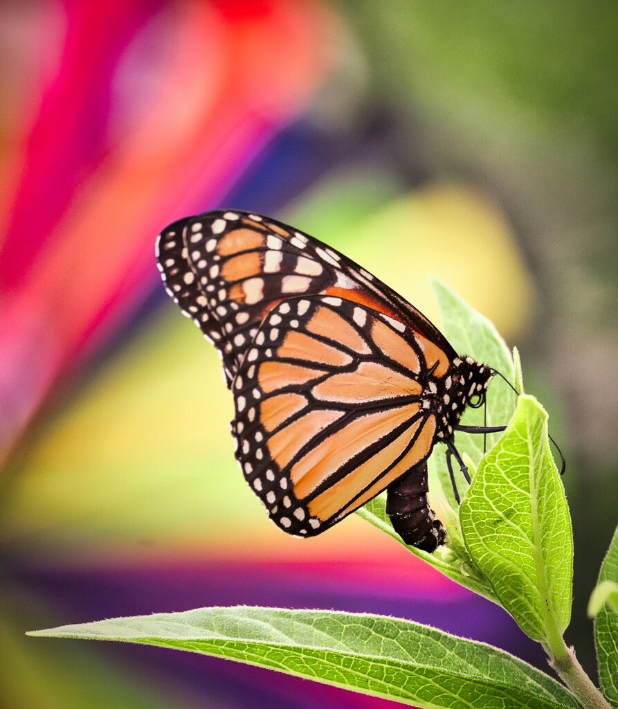 Monarch! by 🐶 Joyce Ann · 365 Project