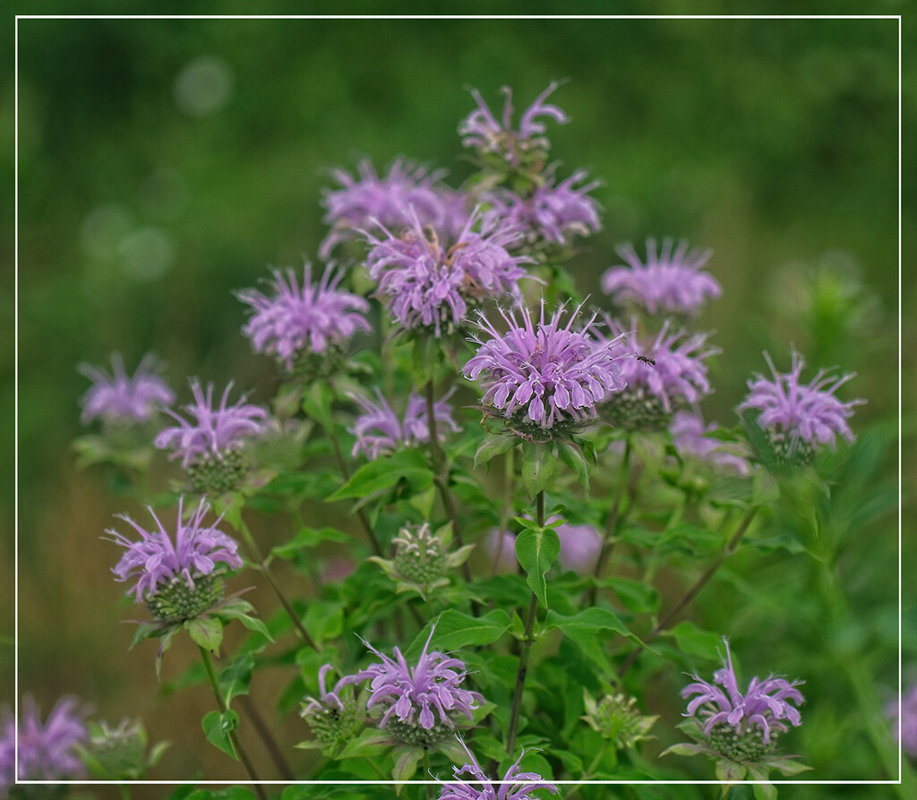 Wild Bergamot . . . by Joanne Diochon · 365 Project