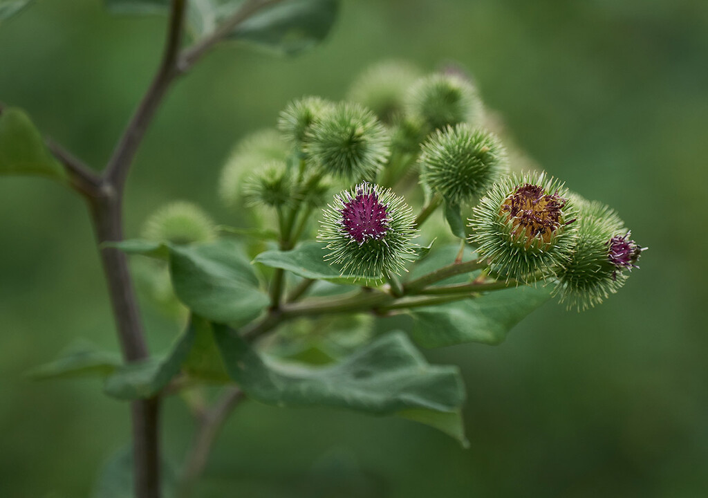 Burr Flowers? by Joanne Diochon · 365 Project