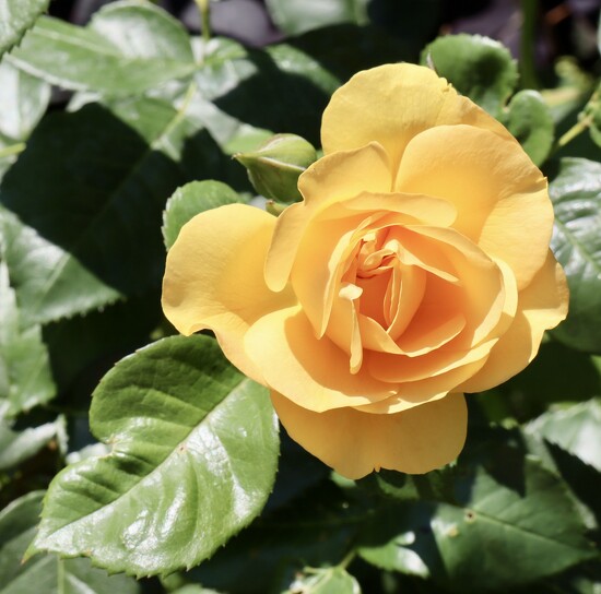 Yellow Rose by Jeremy Cross · 365 Project
