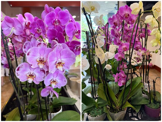 Prep for Orchid Repotting by Shutterbug · 365 Project