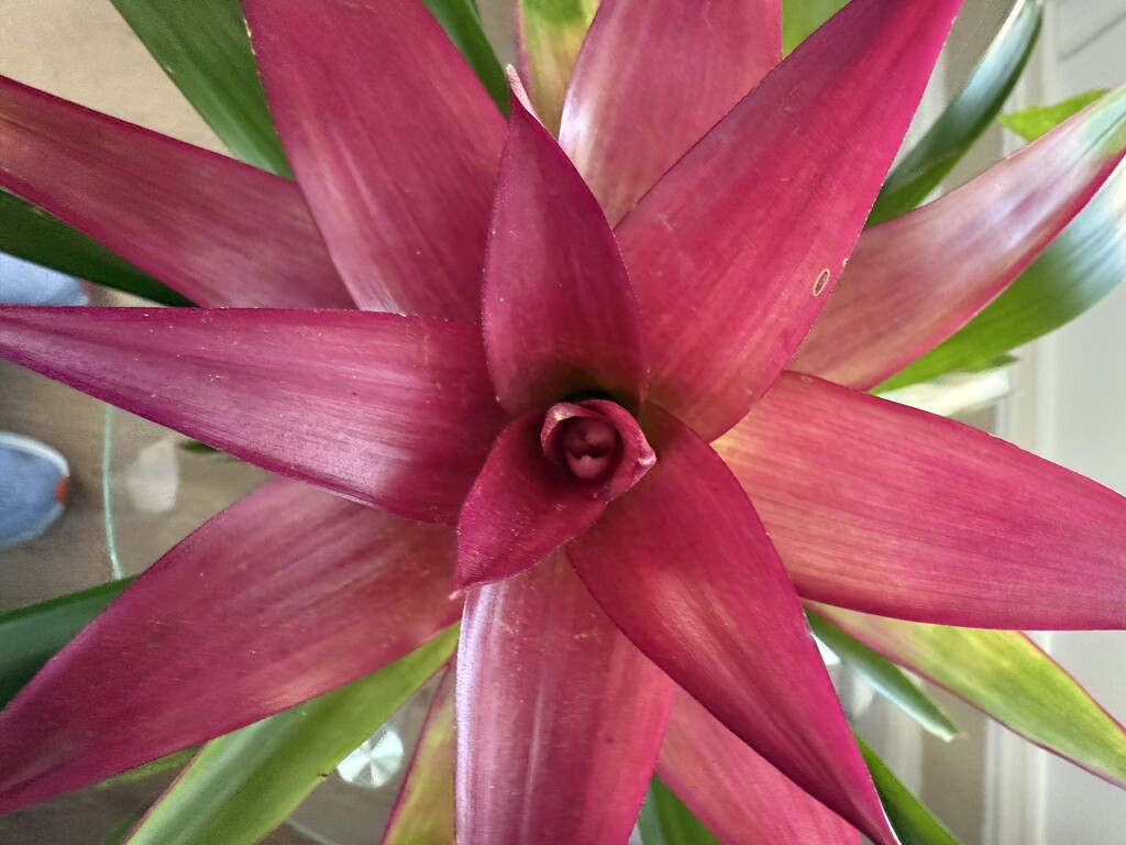 Bromelaid by Shutterbug · 365 Project