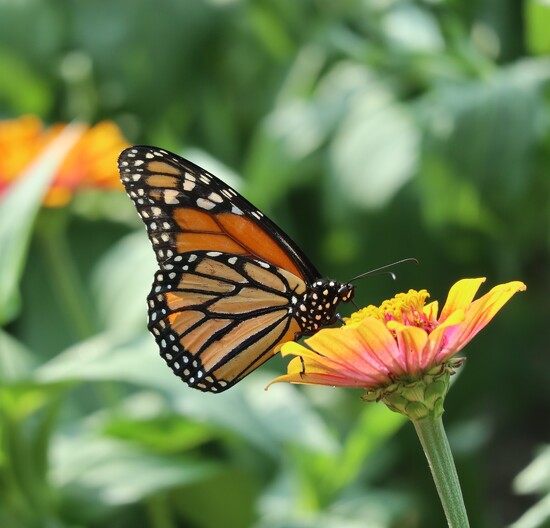 First Monarch by Heather · 365 Project