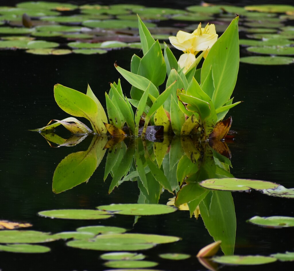 Reflections on Pond by Mickey Anderson · 365 Project
