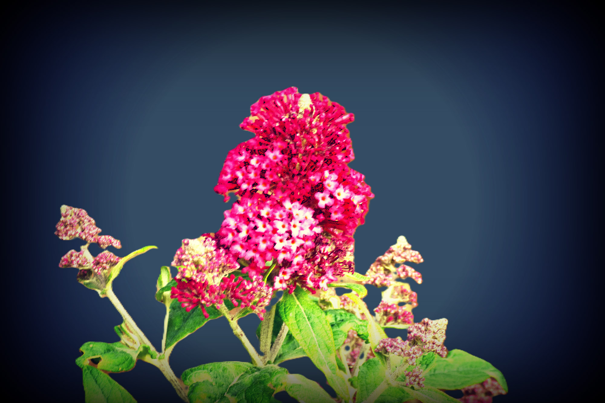 Dwarf Buddleia by Beryl Lloyd · 365 Project