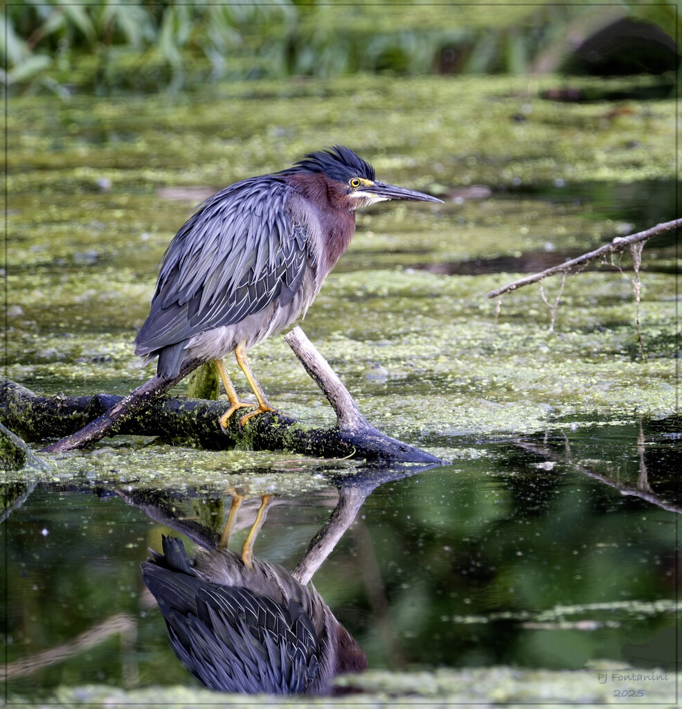 He Fluffed Himself Up by Paula Fontanini · 365 Project