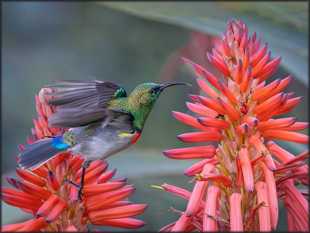 Too fast for me! by Diana · 365 Project