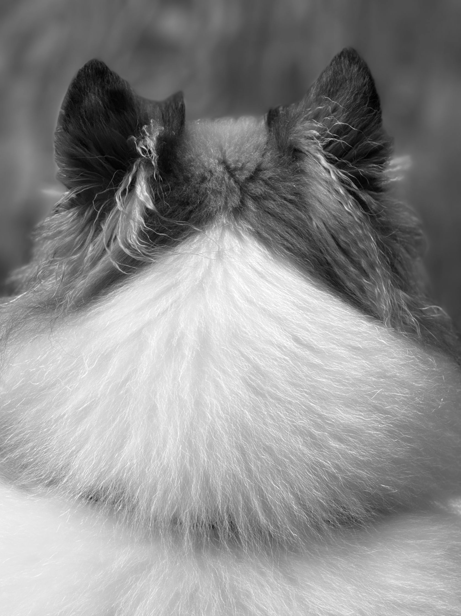 Radar ears... by Mags · 365 Project