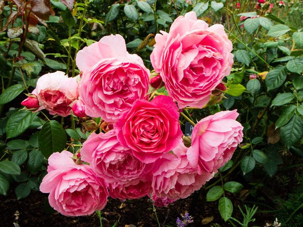 pink roses by Josie Gilbert · 365 Project