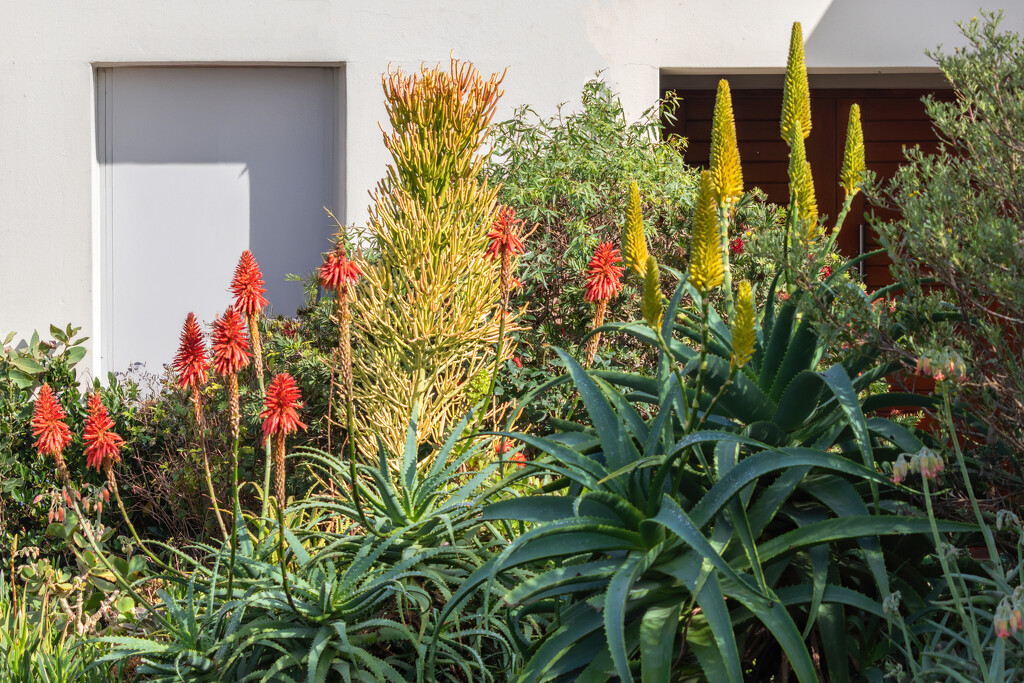 Estate flowers 6 by Diana · 365 Project