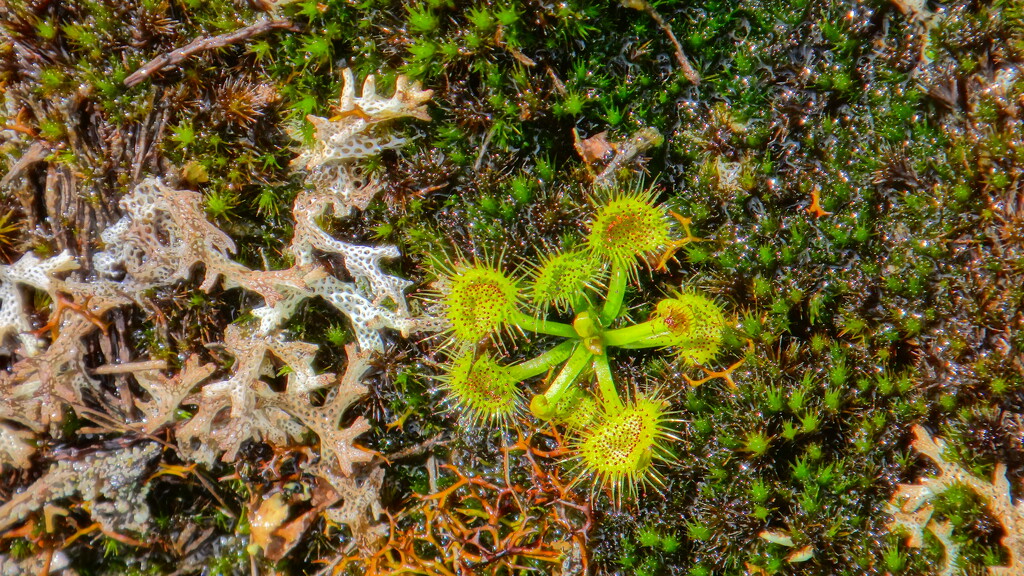 HDRpainting Up-Close SOOC 3 by Rob Z · 365 Project