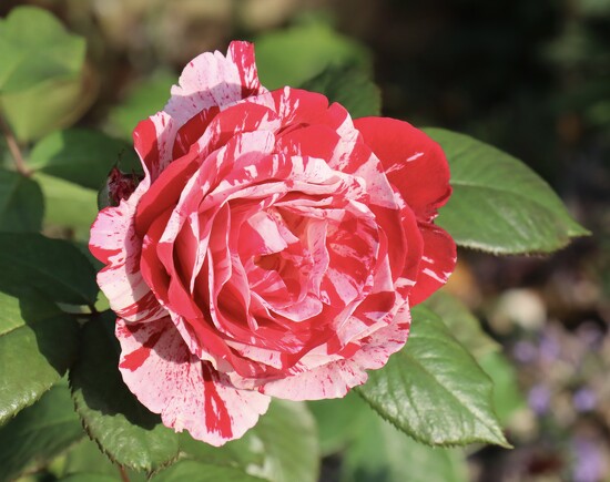 Unusual coloured rose by Jeremy Cross · 365 Project