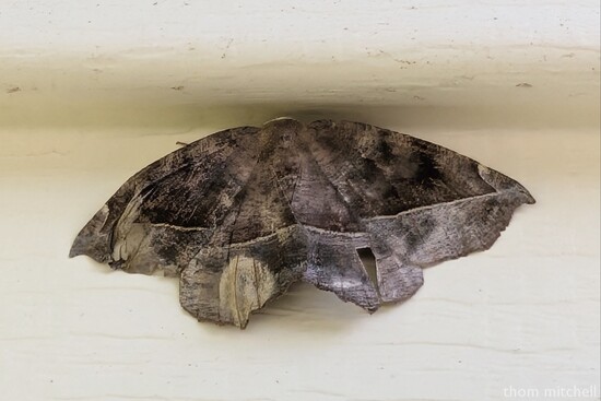 Curved-toothed Geometer Moth by Thom Mitchell · 365 Project