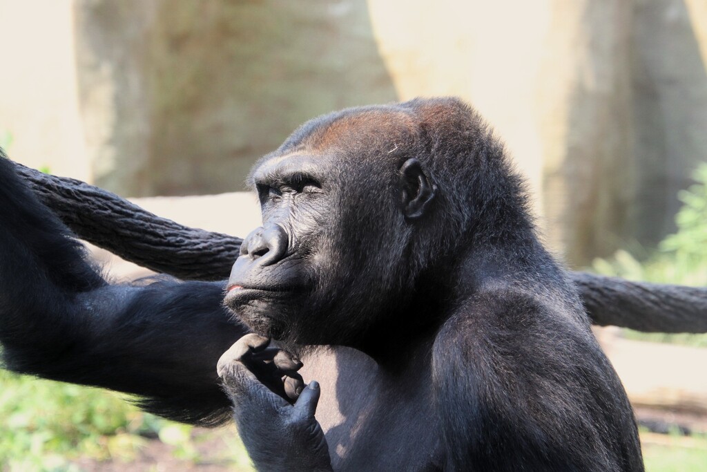 Hmmm Let Me Think About That by Randy Lubbering · 365 Project