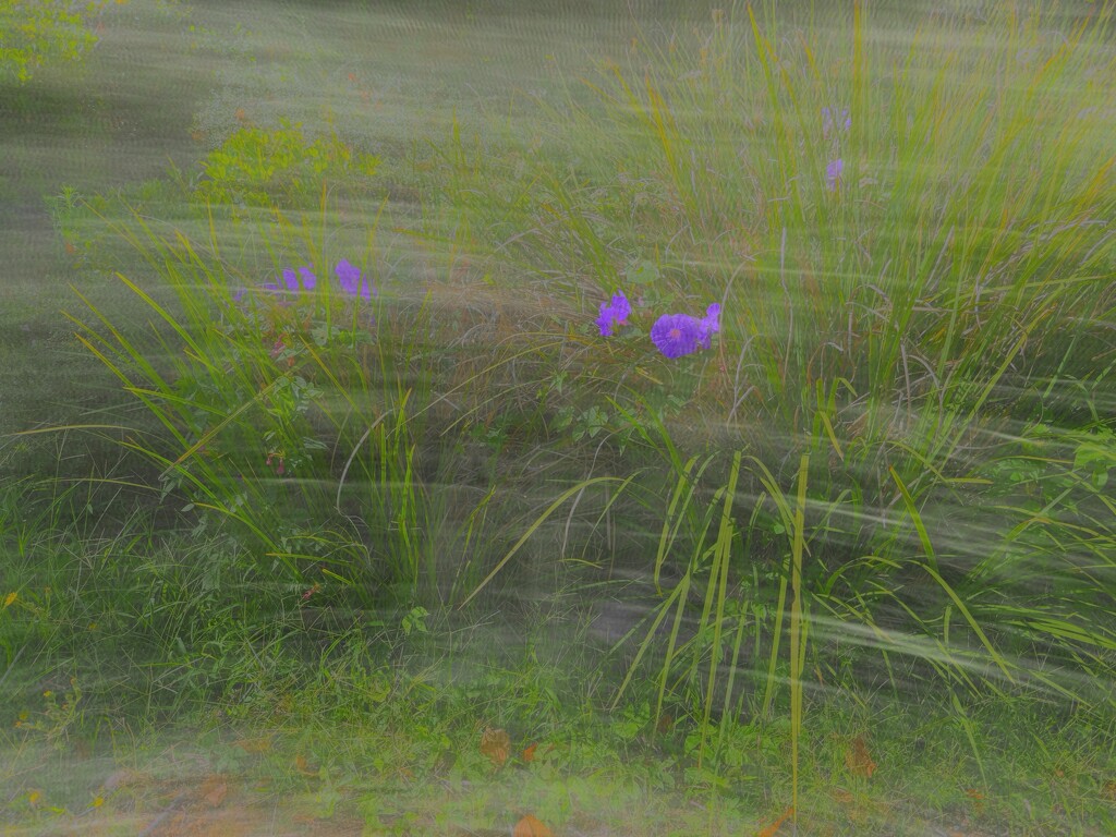 ICM by Shutterbug · 365 Project