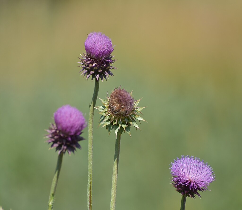 Thistle (Or Teasel?) by Barb · 365 Project