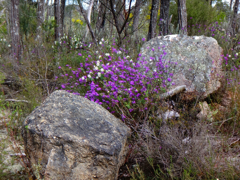 Color Pop SOOC 7 by Rob Z · 365 Project