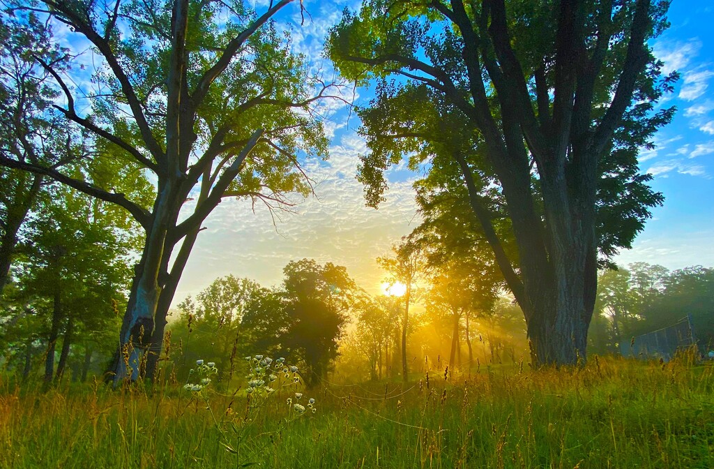 Morning Walk by *lynn · 365 Project