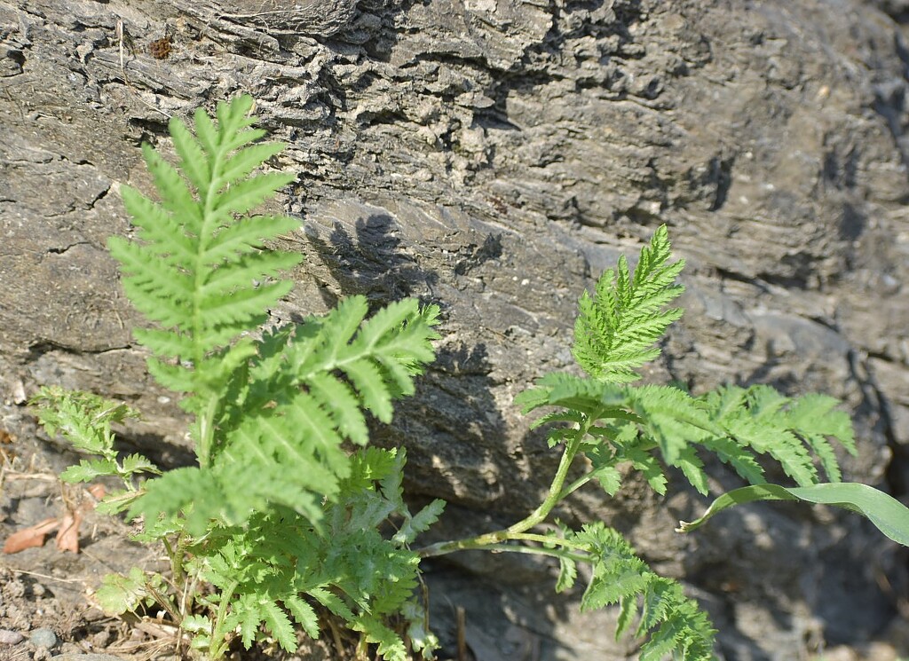 Tiny Ferns by Barb · 365 Project