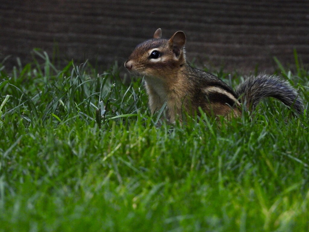 5august by amyK · 365 Project