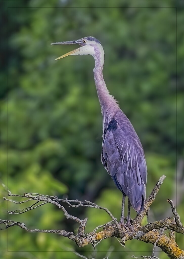 Squawk Talk by Paula Fontanini · 365 Project