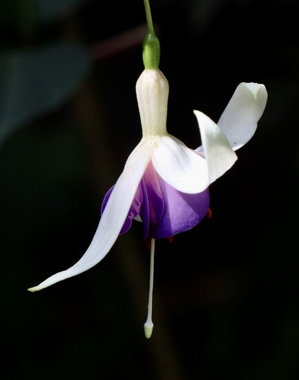 Fuchsia by Jeremy Cross · 365 Project