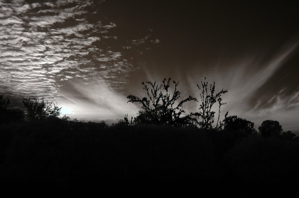 Sunset with festooned trees...SOOC IR by Rob Z · 365 Project