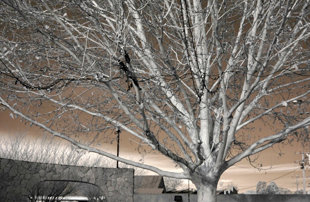 Winter in Stanthorpe by Rob Z · 365 Project