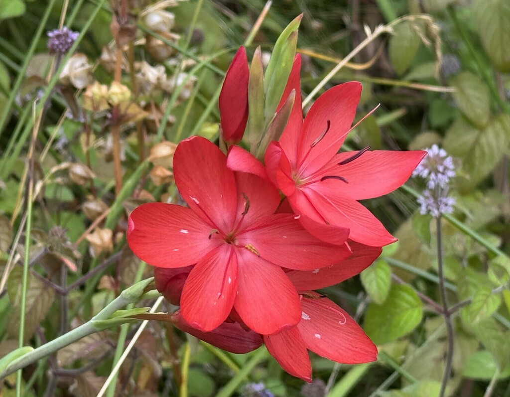 Kaffir Lily by Sue Cooper · 365 Project