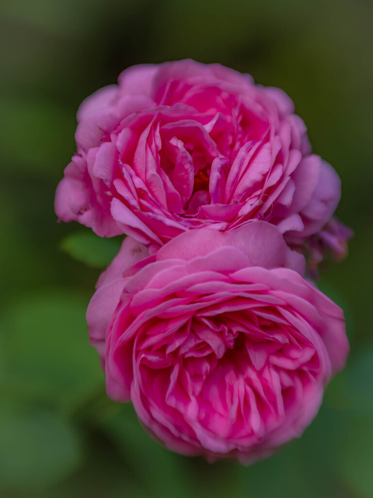 Just roses by haskar · 365 Project