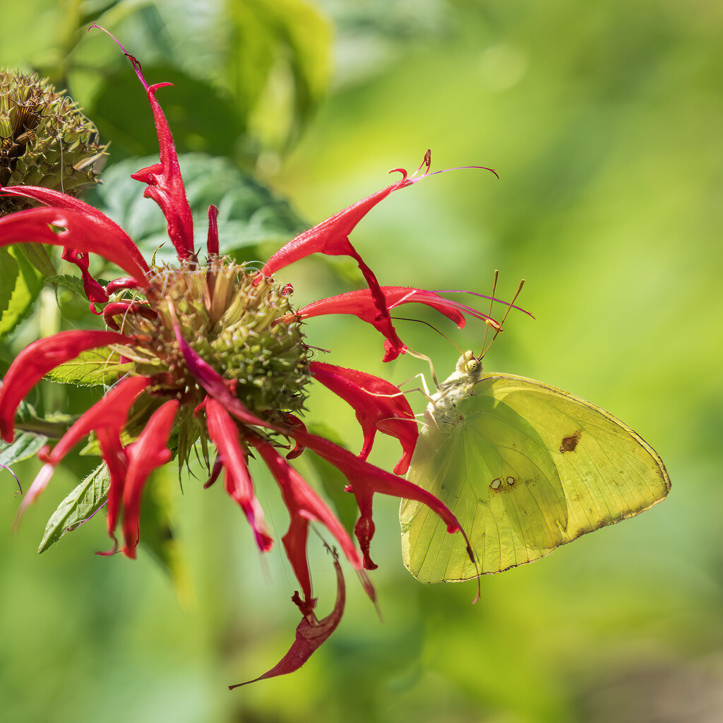 Cloudless Sulphur by KV · 365 Project